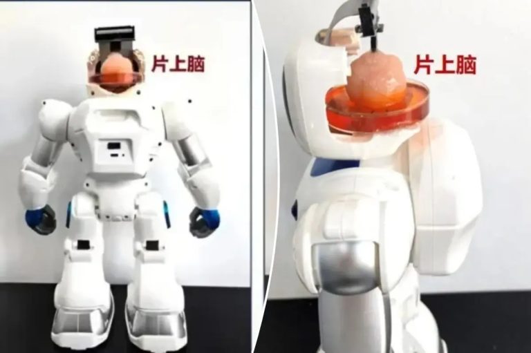 Chinese Scientists Grew a “Cerebral Organoid” — A Mini Brain Made From ...